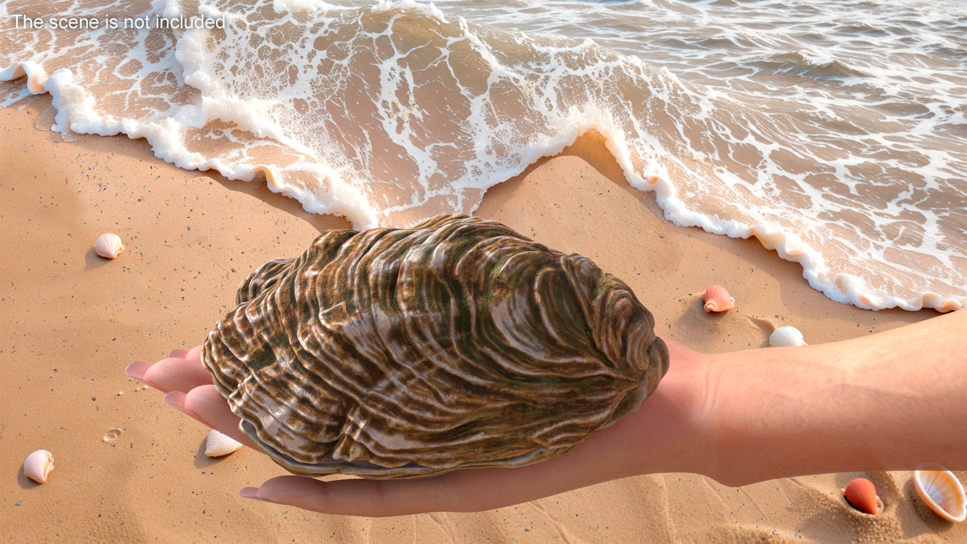 3D Closed Shell - TurboSquid 2389930