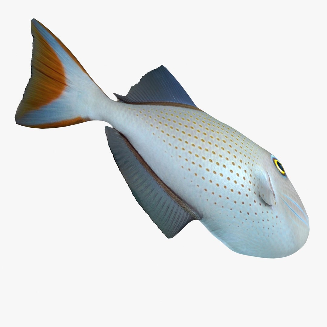 Sargassum Triggerfish 3d Model