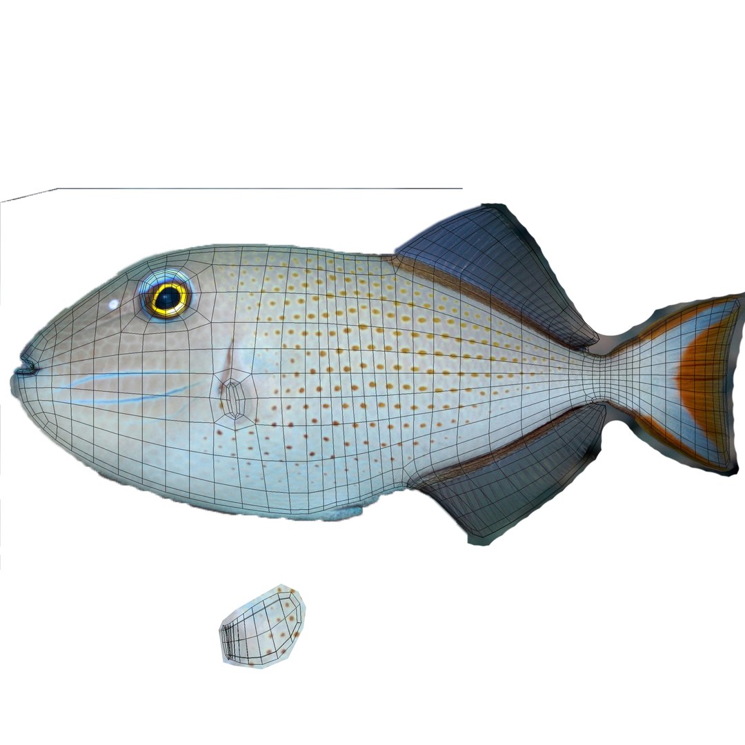 Sargassum Triggerfish 3d Model