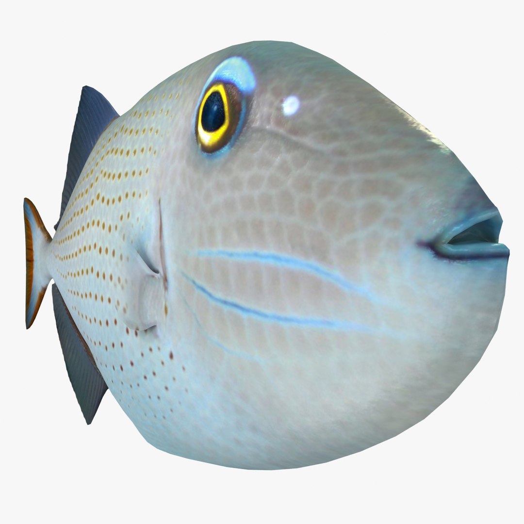 Sargassum Triggerfish 3d Model