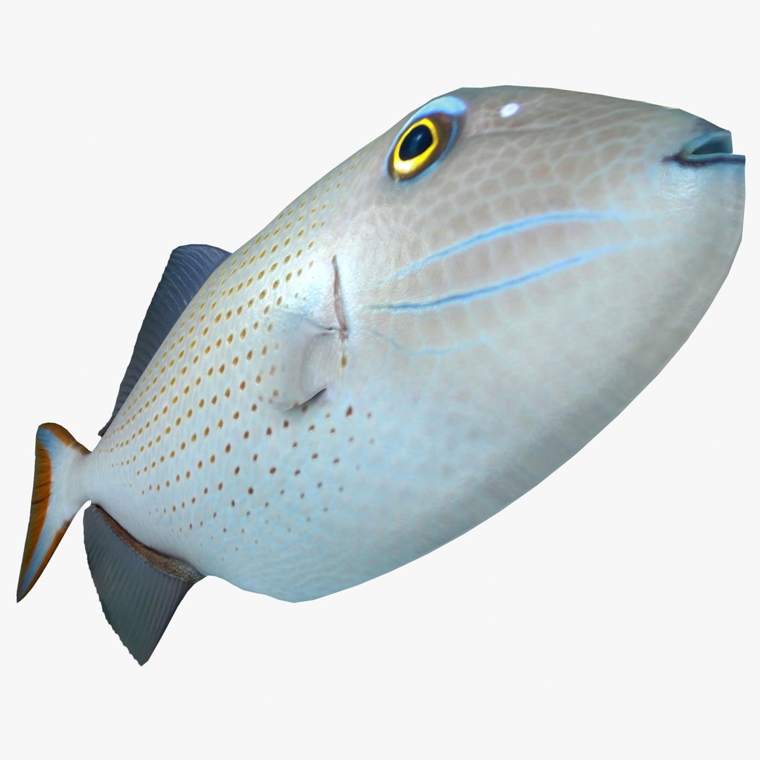 Sargassum Triggerfish 3d Model