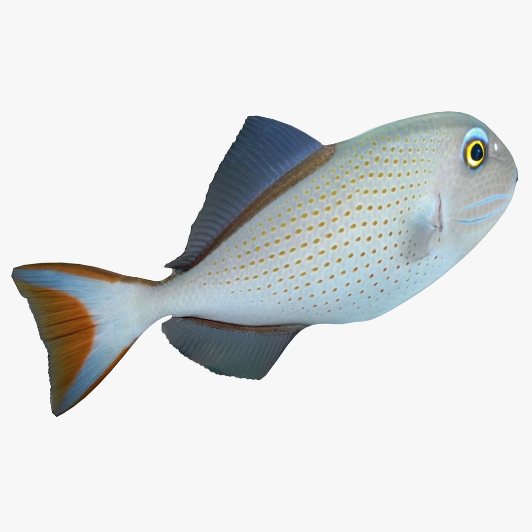 Sargassum Triggerfish 3d Model