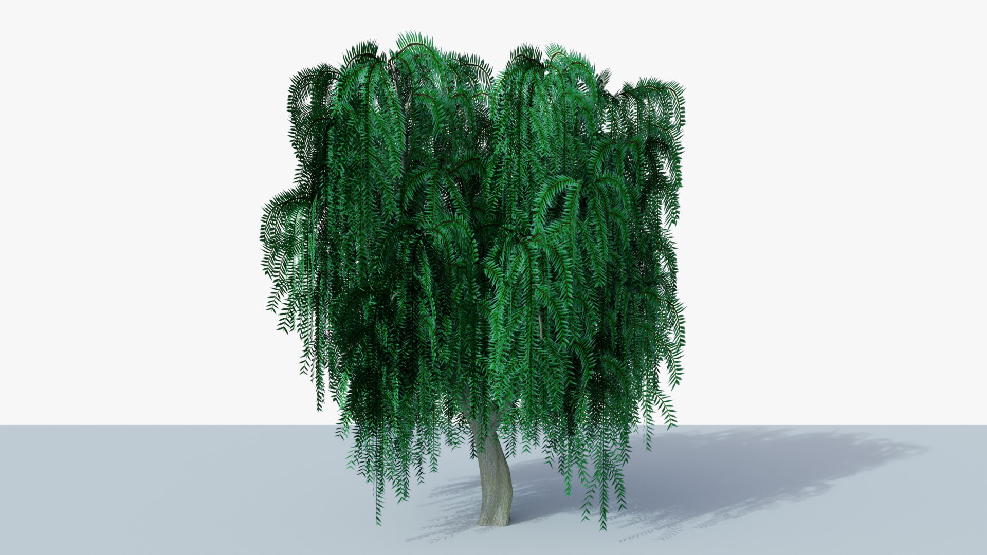 3D model Weeping Willow Collection - TurboSquid 2070134