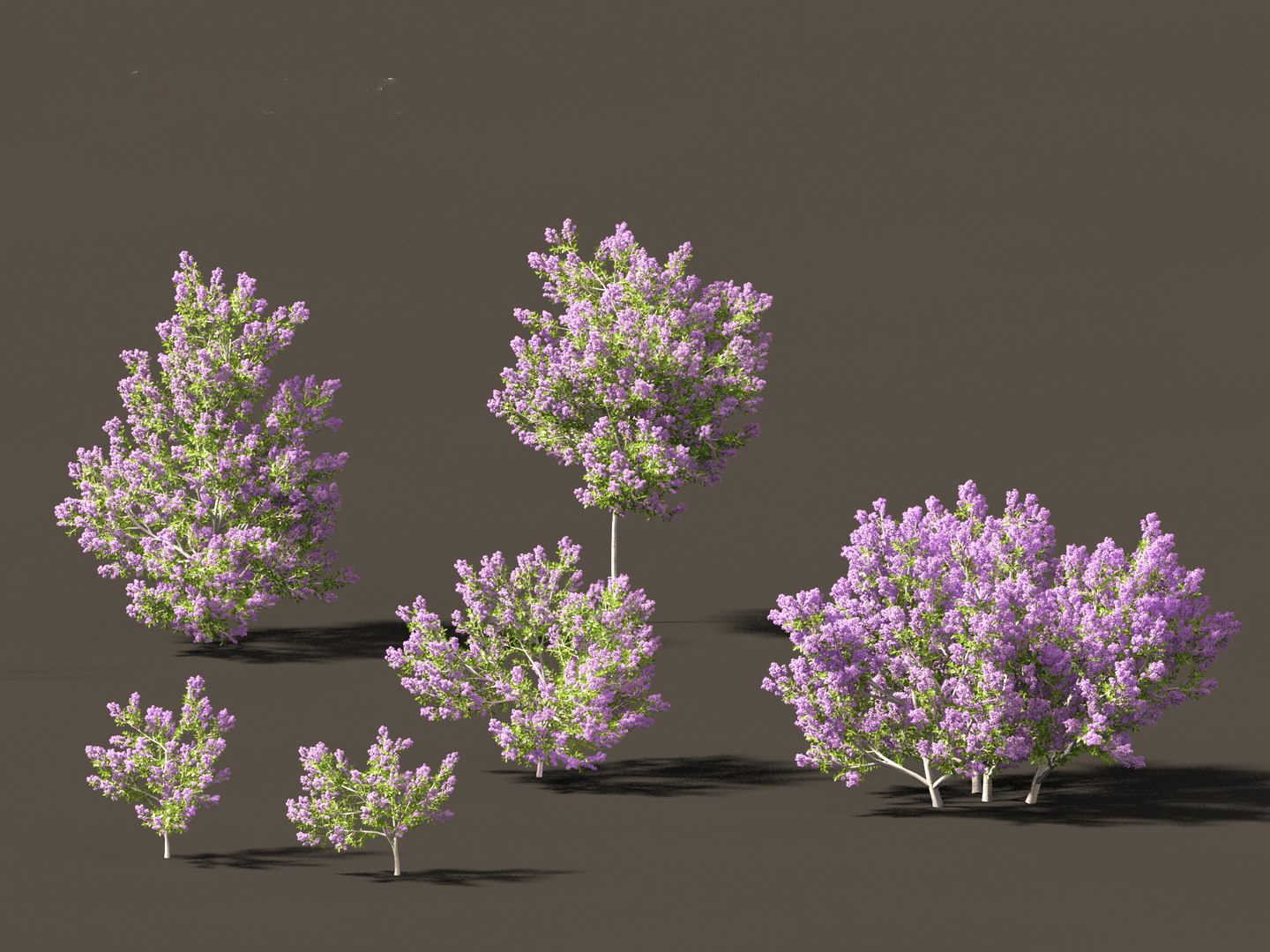 Californian Lilac - Soap Bush 3D - TurboSquid 2143632