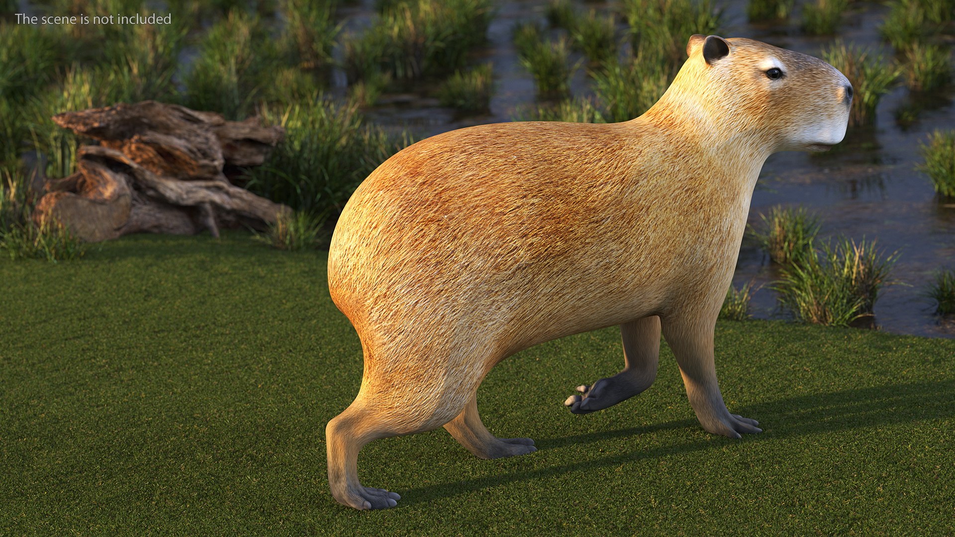 3D Capybara Walking Pose - TurboSquid 1943501