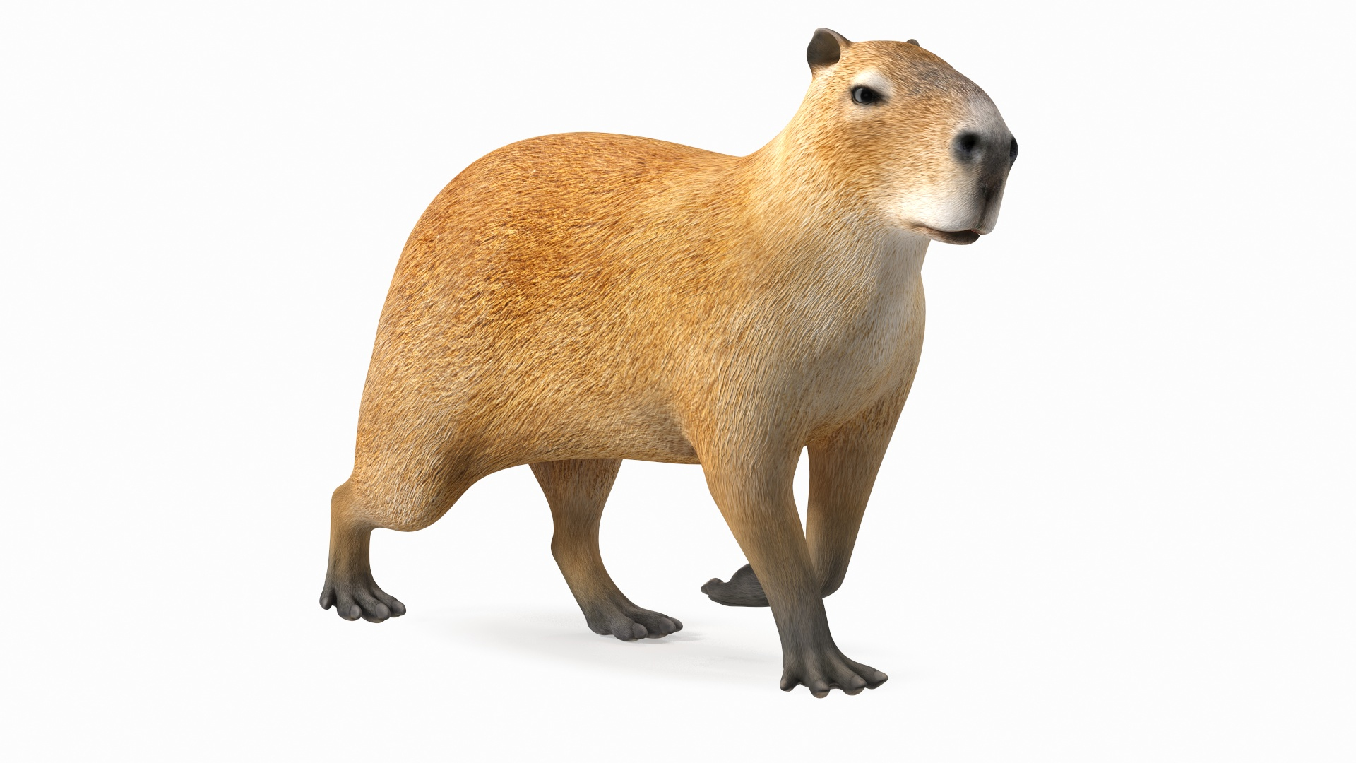 3D Capybara Walking Pose - TurboSquid 1943501