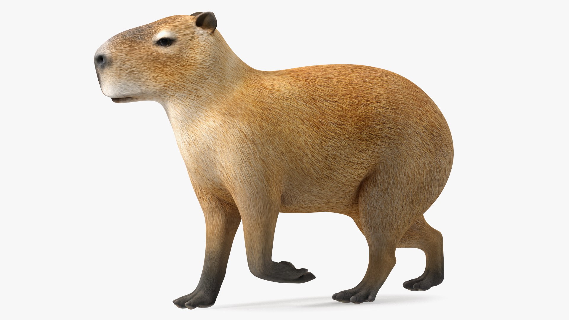 3D Capybara Walking Pose - TurboSquid 1943501
