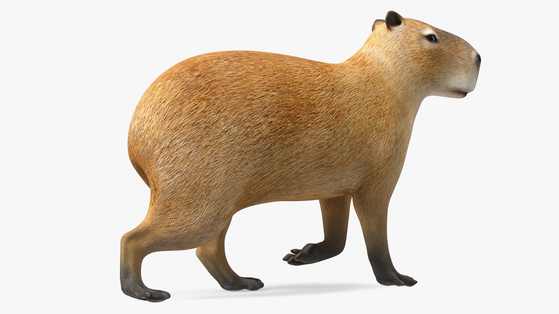 3D Capybara Walking Pose - TurboSquid 1943501