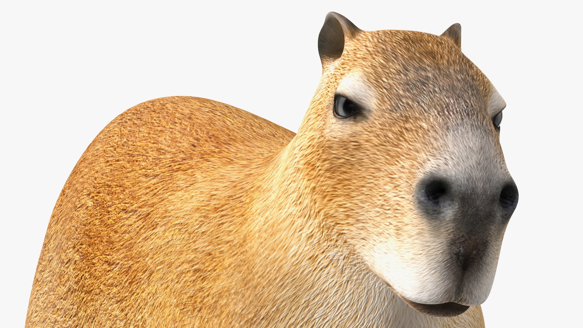 3D Capybara Walking Pose - TurboSquid 1943501