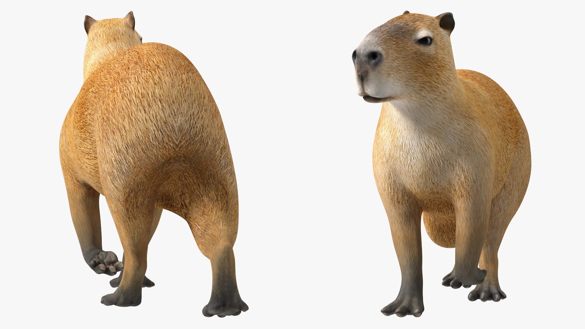 3D Capybara Walking Pose - TurboSquid 1943501
