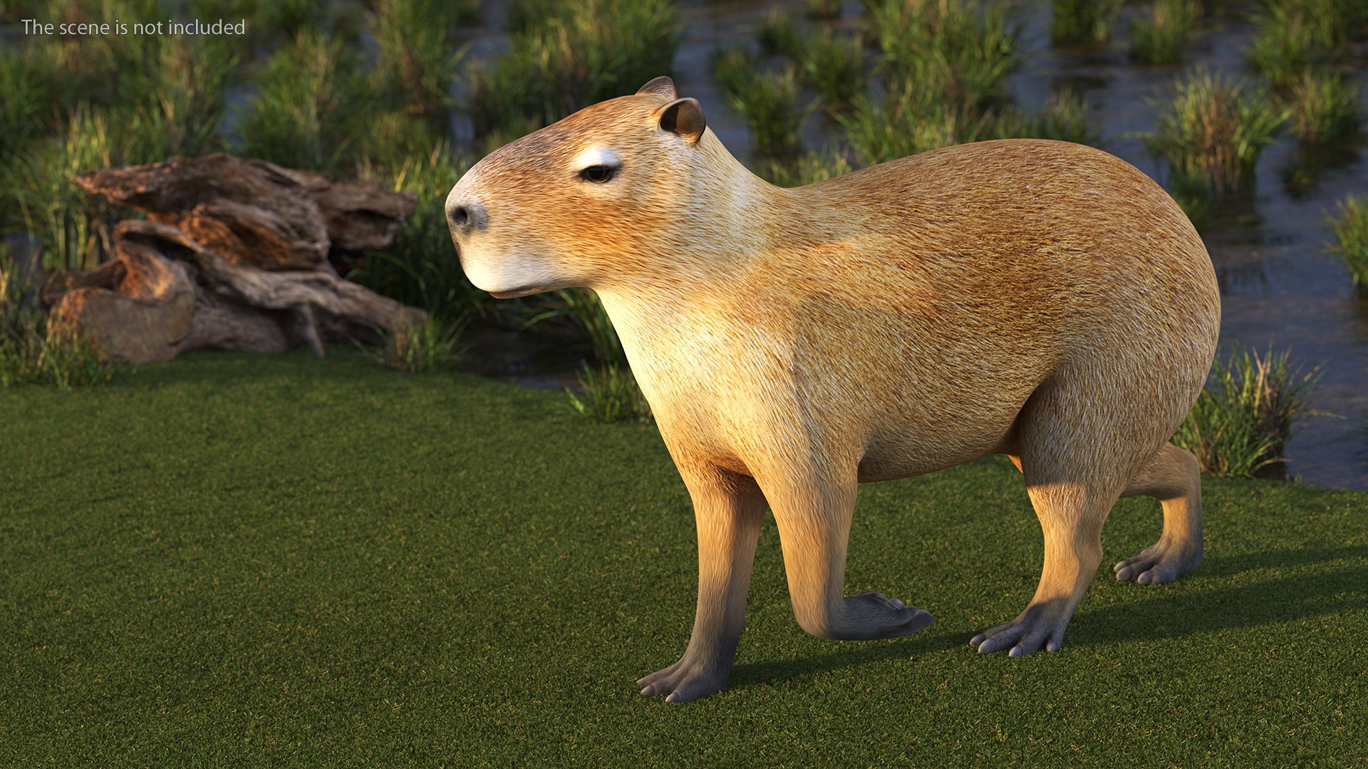 3D Capybara Walking Pose - TurboSquid 1943501