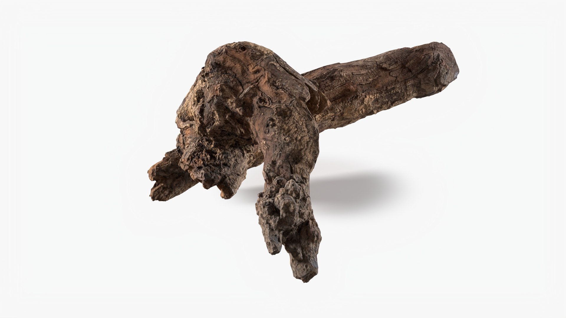 3D Model Grapevine Bark 3D Scanned 06 StemCell - TurboSquid 2282655