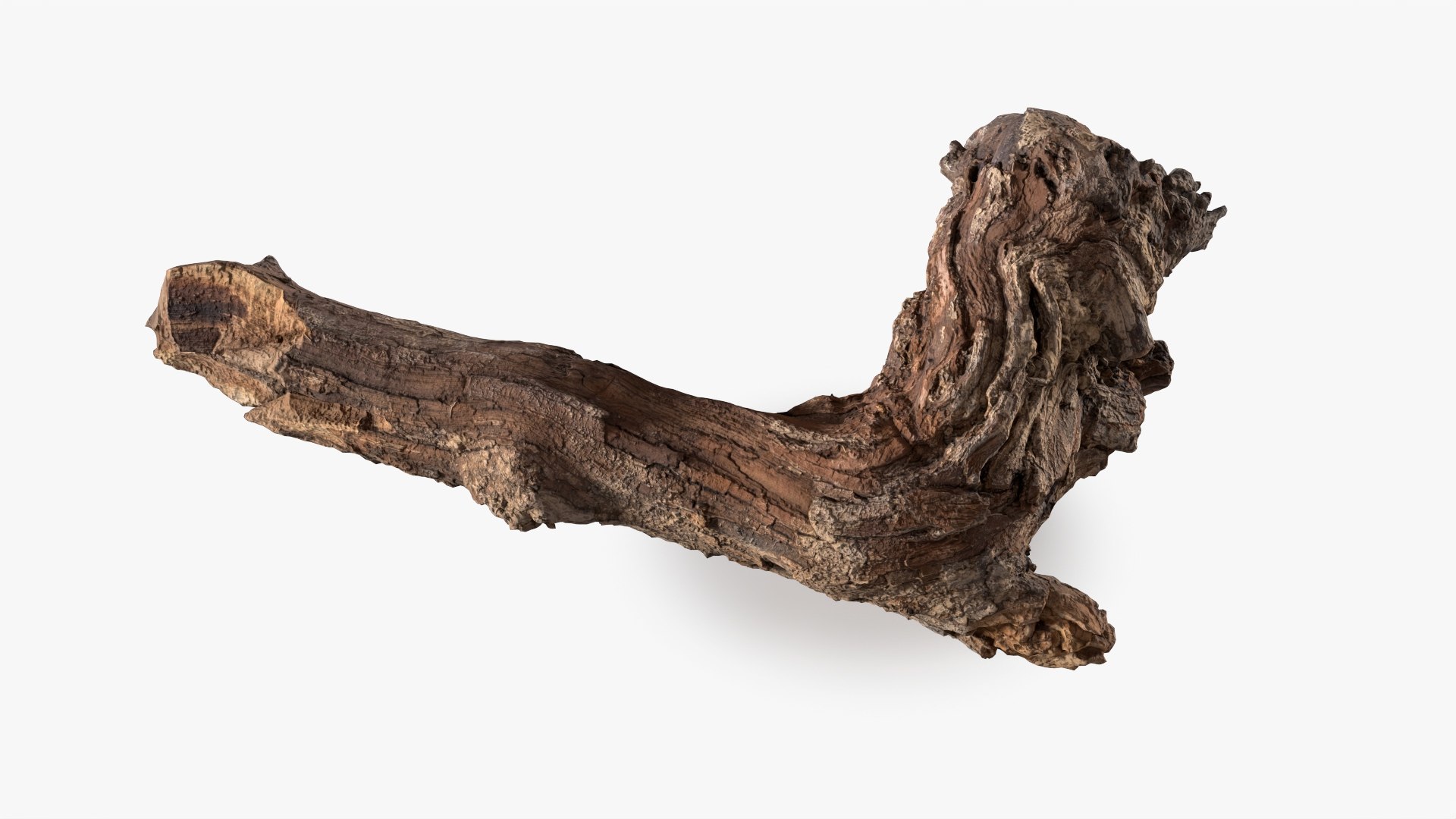 3D Model Grapevine Bark 3D Scanned 06 StemCell - TurboSquid 2282655