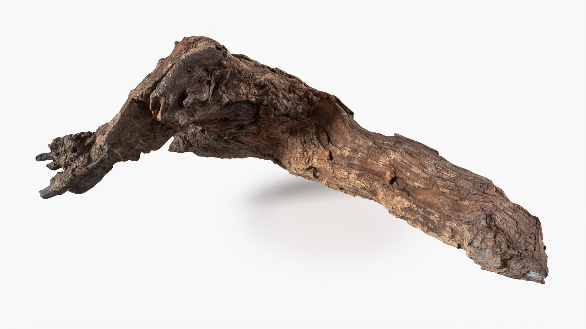 3D Model Grapevine Bark 3D Scanned 06 StemCell - TurboSquid 2282655