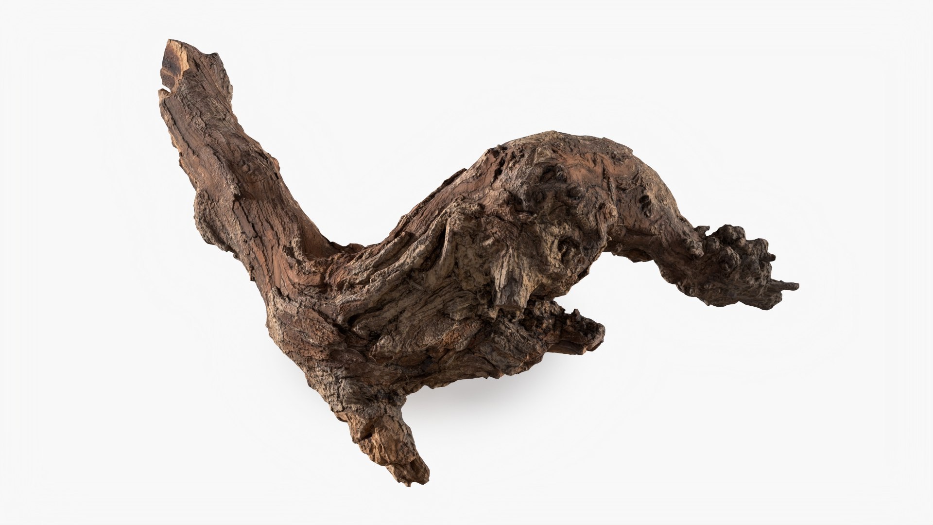 3D Model Grapevine Bark 3D Scanned 06 StemCell - TurboSquid 2282655