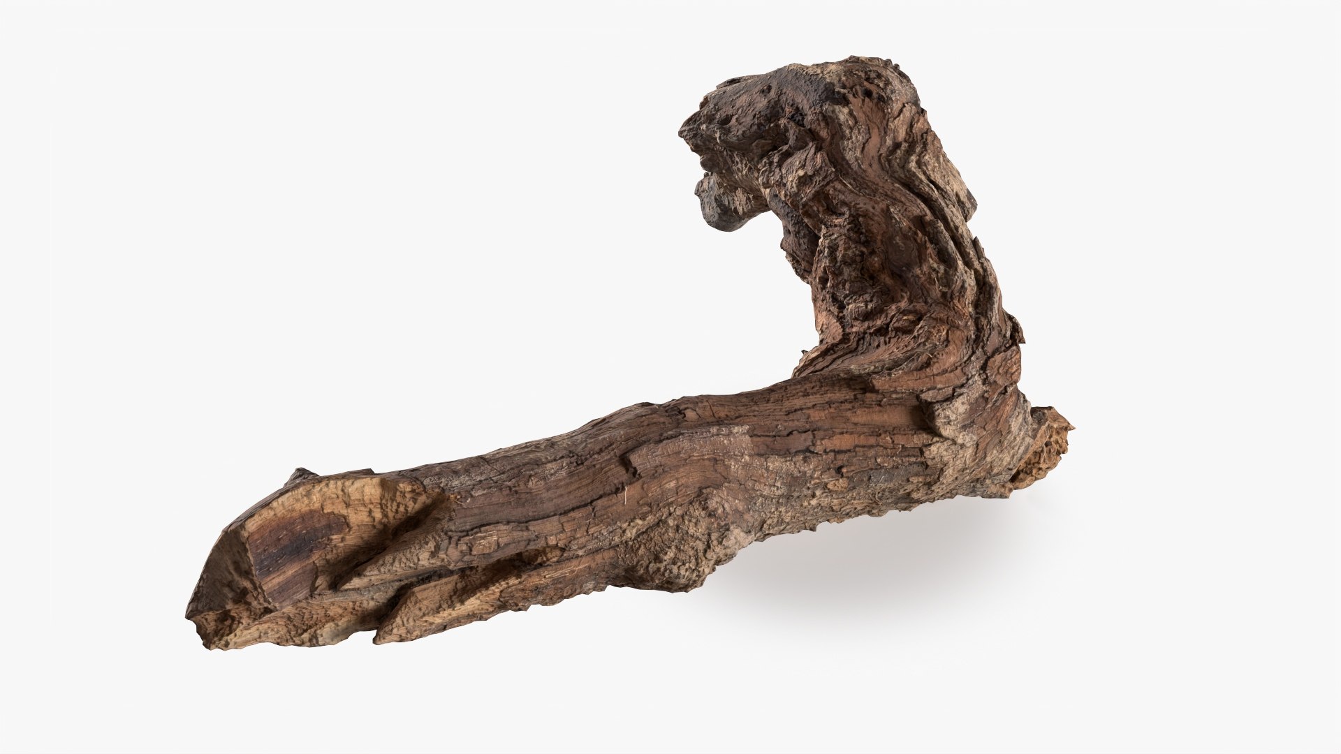 3D Model Grapevine Bark 3D Scanned 06 StemCell - TurboSquid 2282655