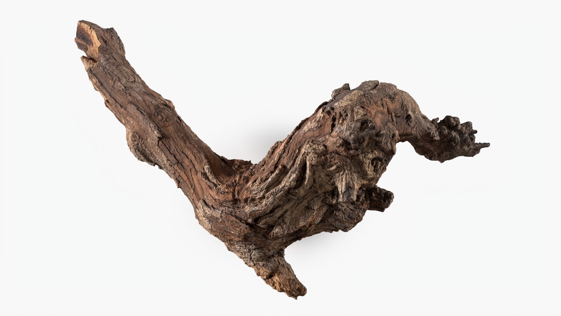 3D Model Grapevine Bark 3D Scanned 06 StemCell - TurboSquid 2282655