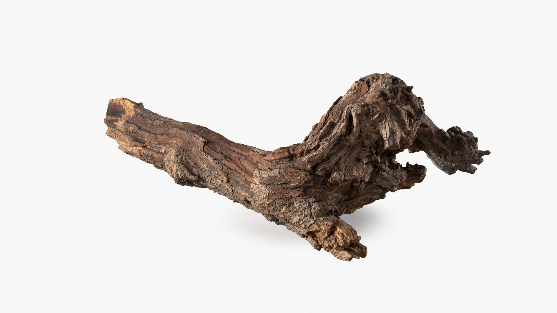 3D Model Grapevine Bark 3D Scanned 06 StemCell - TurboSquid 2282655