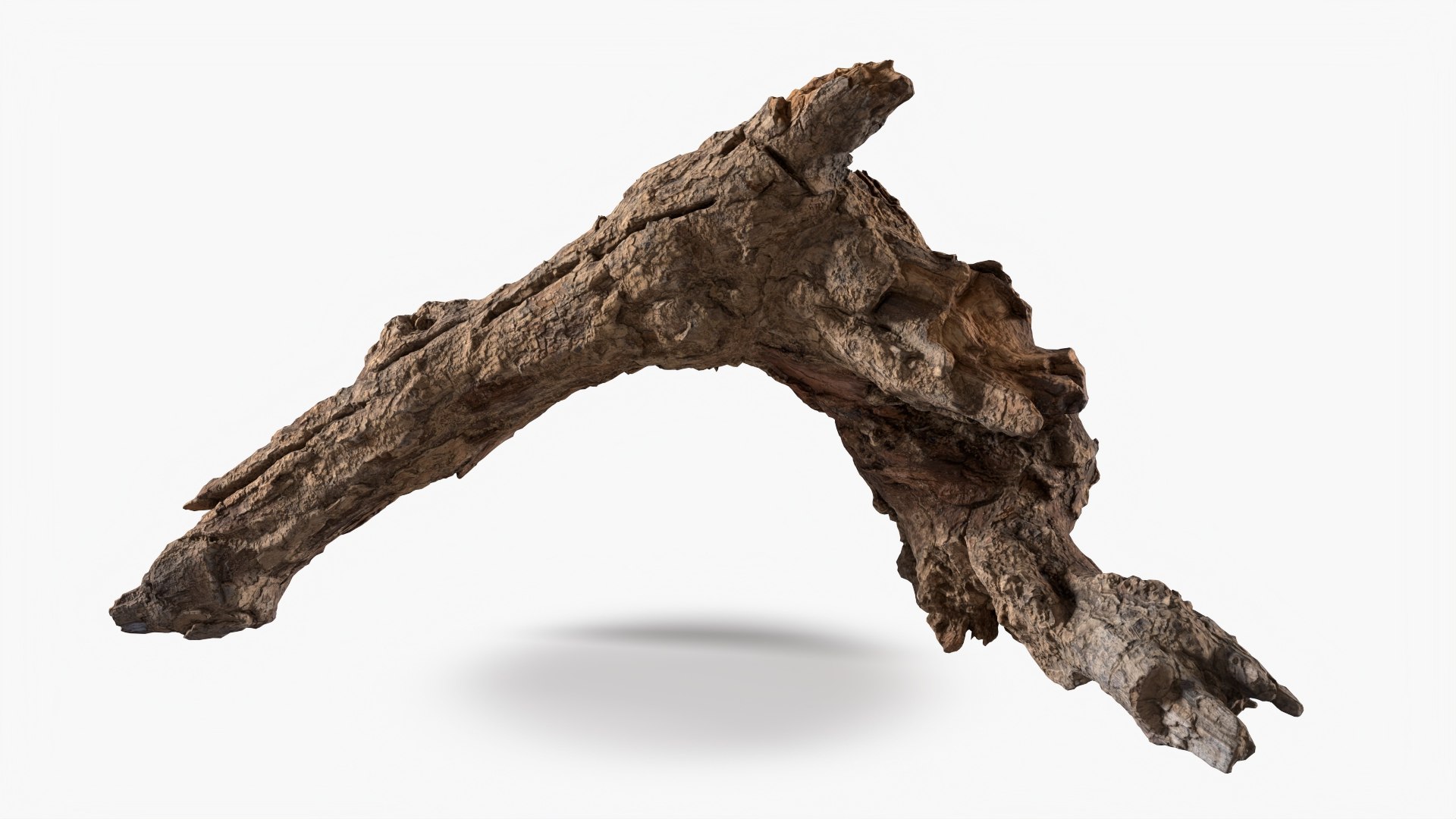 3D Model Grapevine Bark 3D Scanned 06 StemCell - TurboSquid 2282655