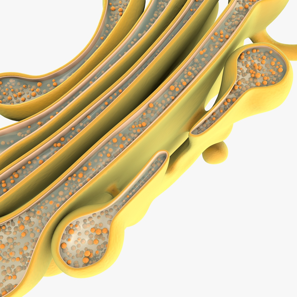 3D golgi apparatus | 1145284 | TurboSquid