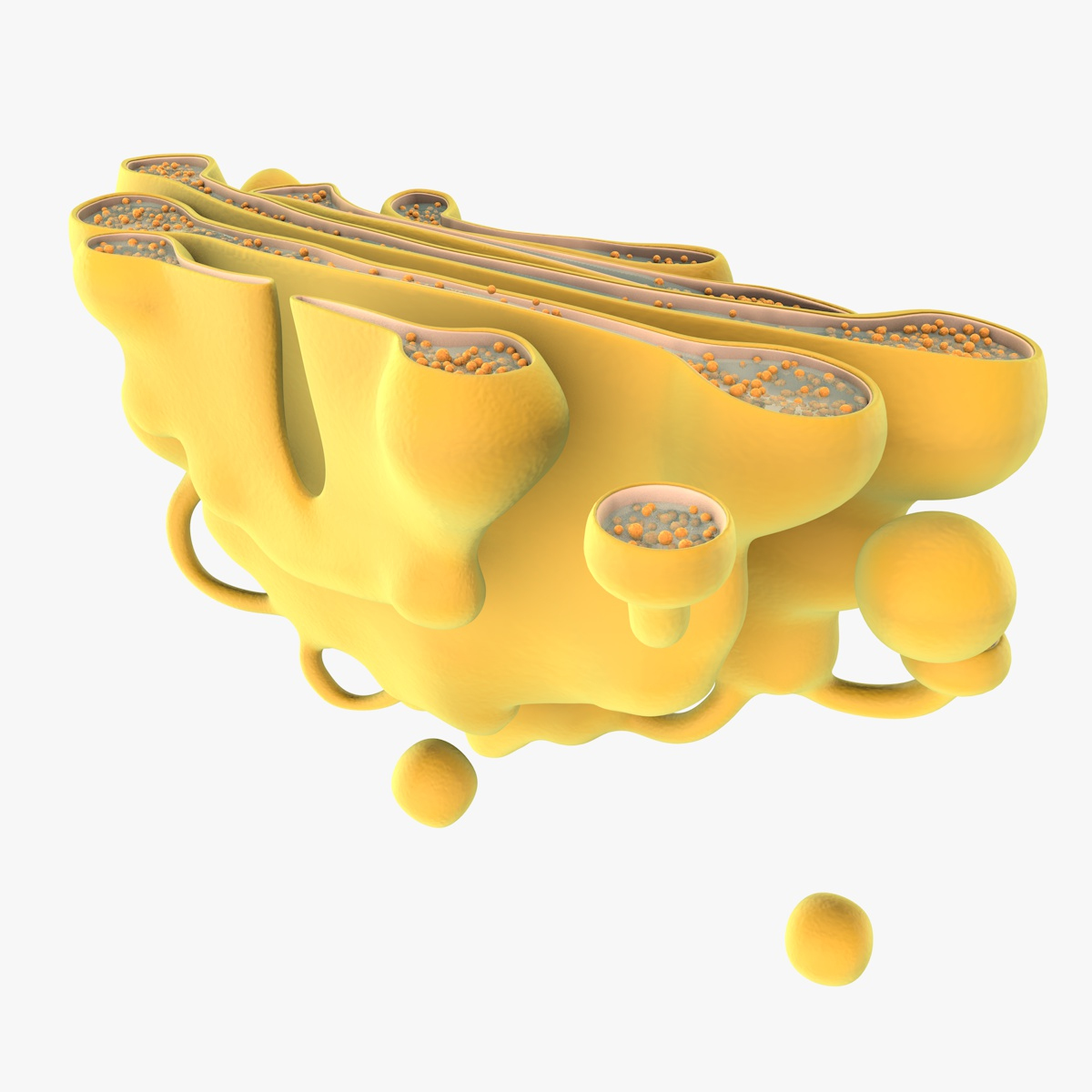 3D golgi apparatus | 1145284 | TurboSquid