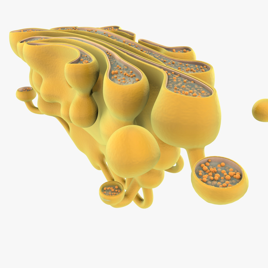 3D golgi apparatus | 1145284 | TurboSquid