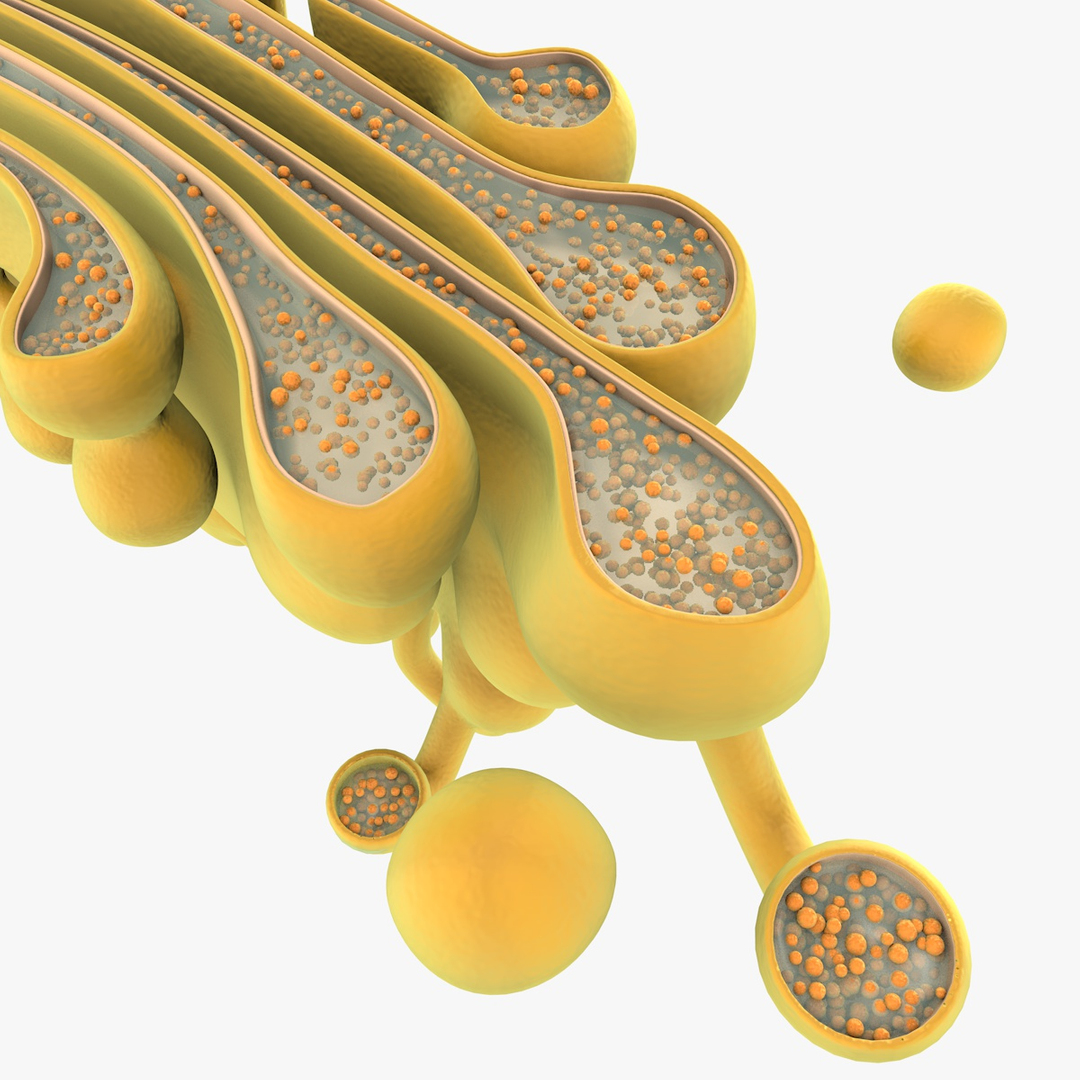 3D golgi apparatus | 1145284 | TurboSquid