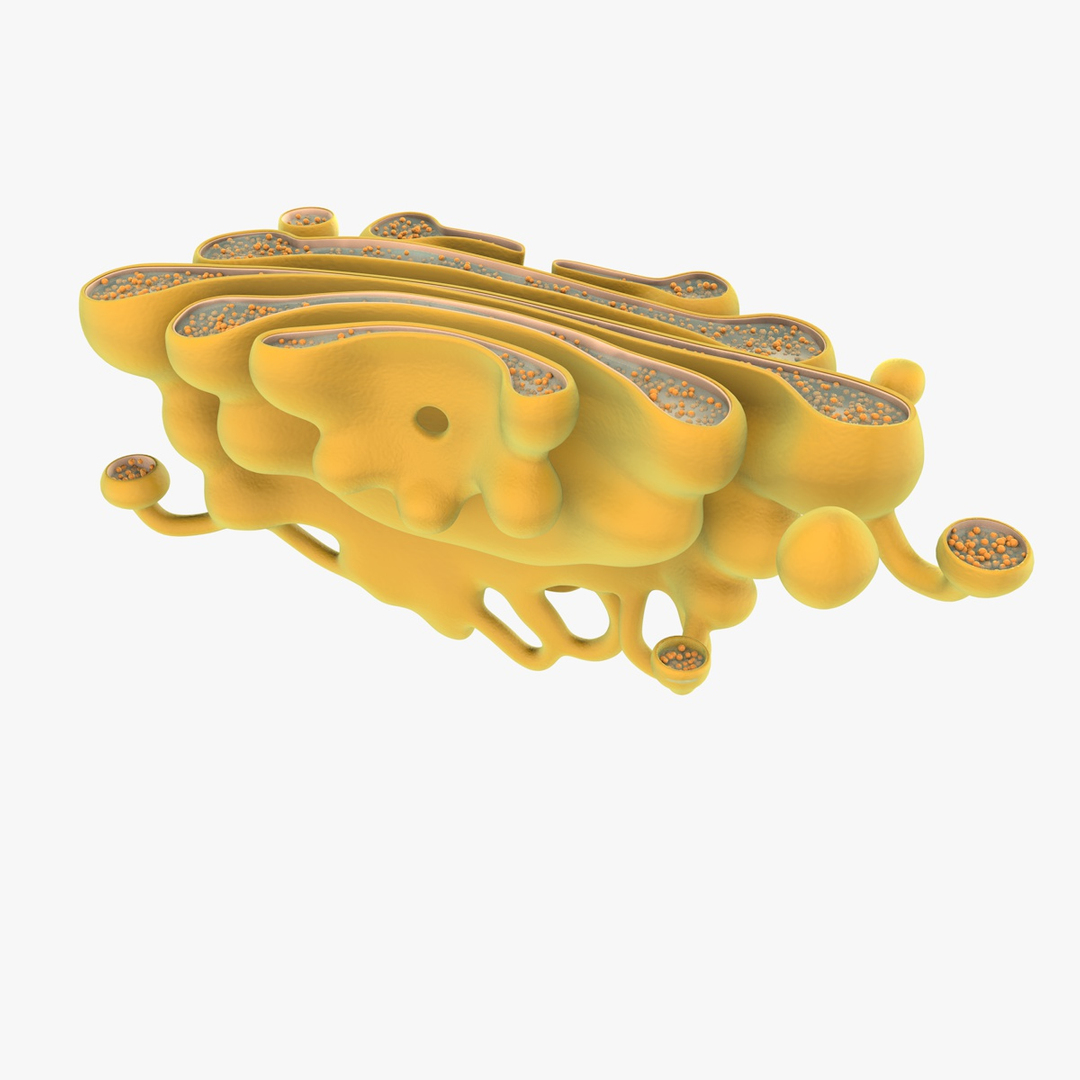 3D golgi apparatus | 1145284 | TurboSquid