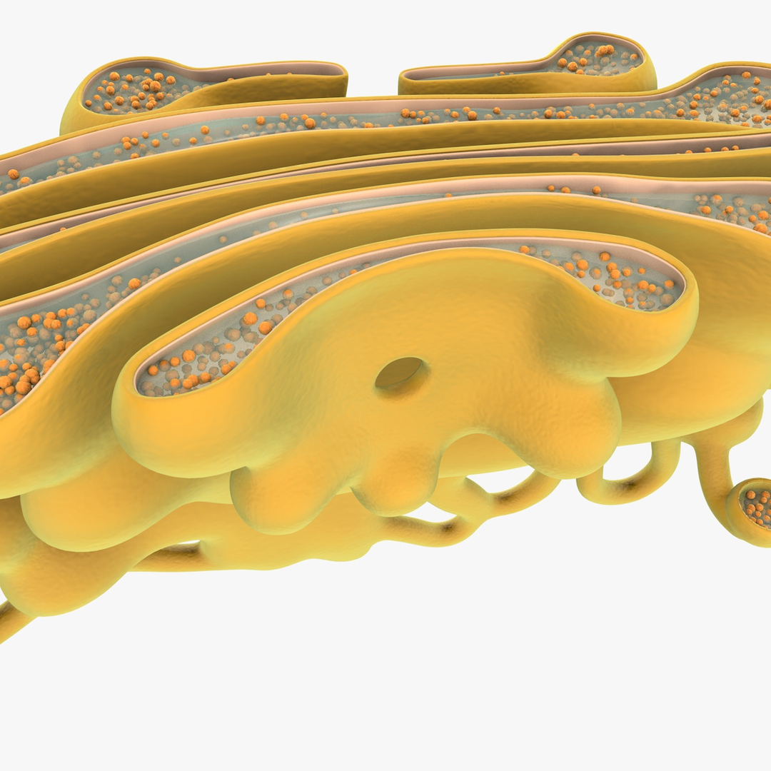 3D golgi apparatus | 1145284 | TurboSquid