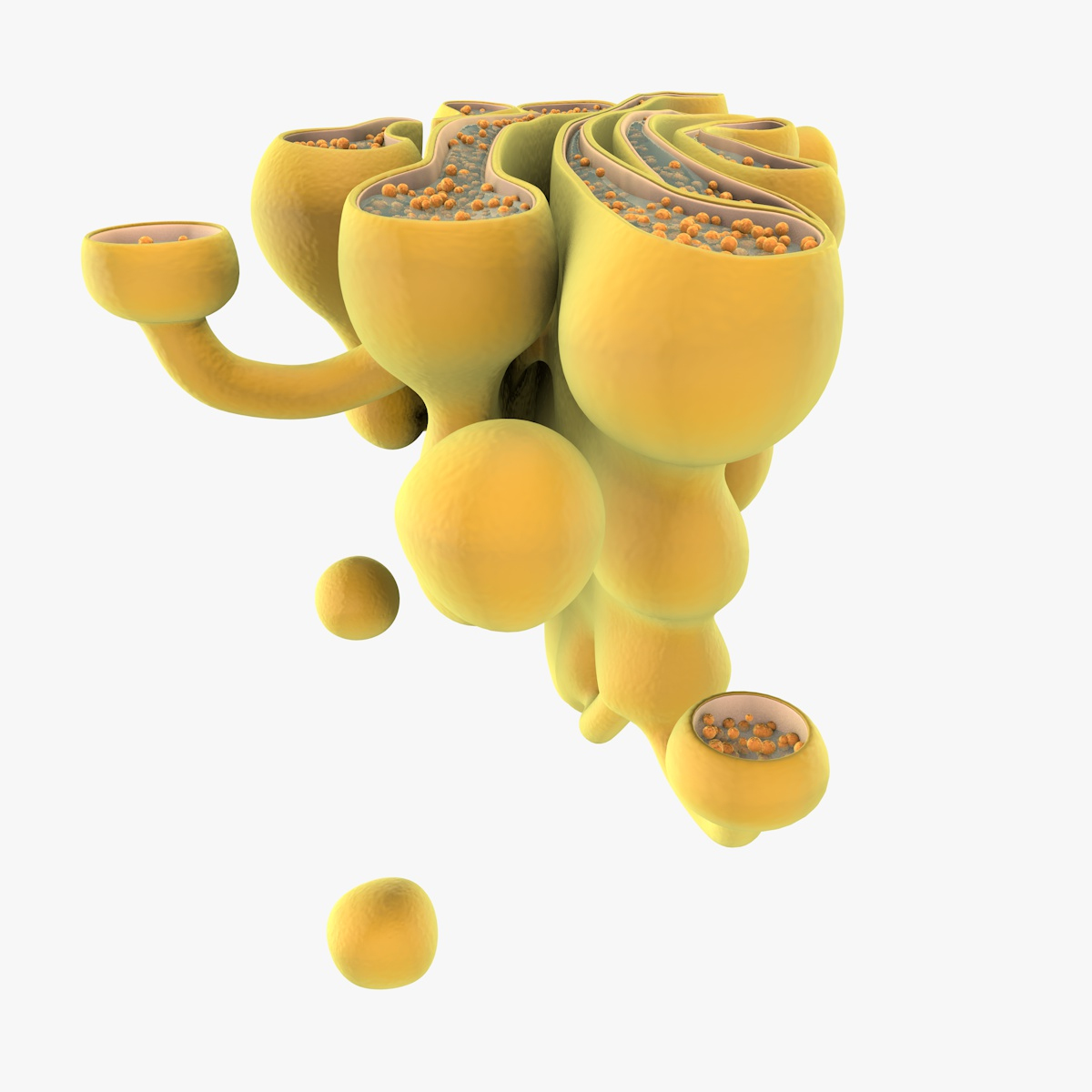 3D golgi apparatus | 1145284 | TurboSquid