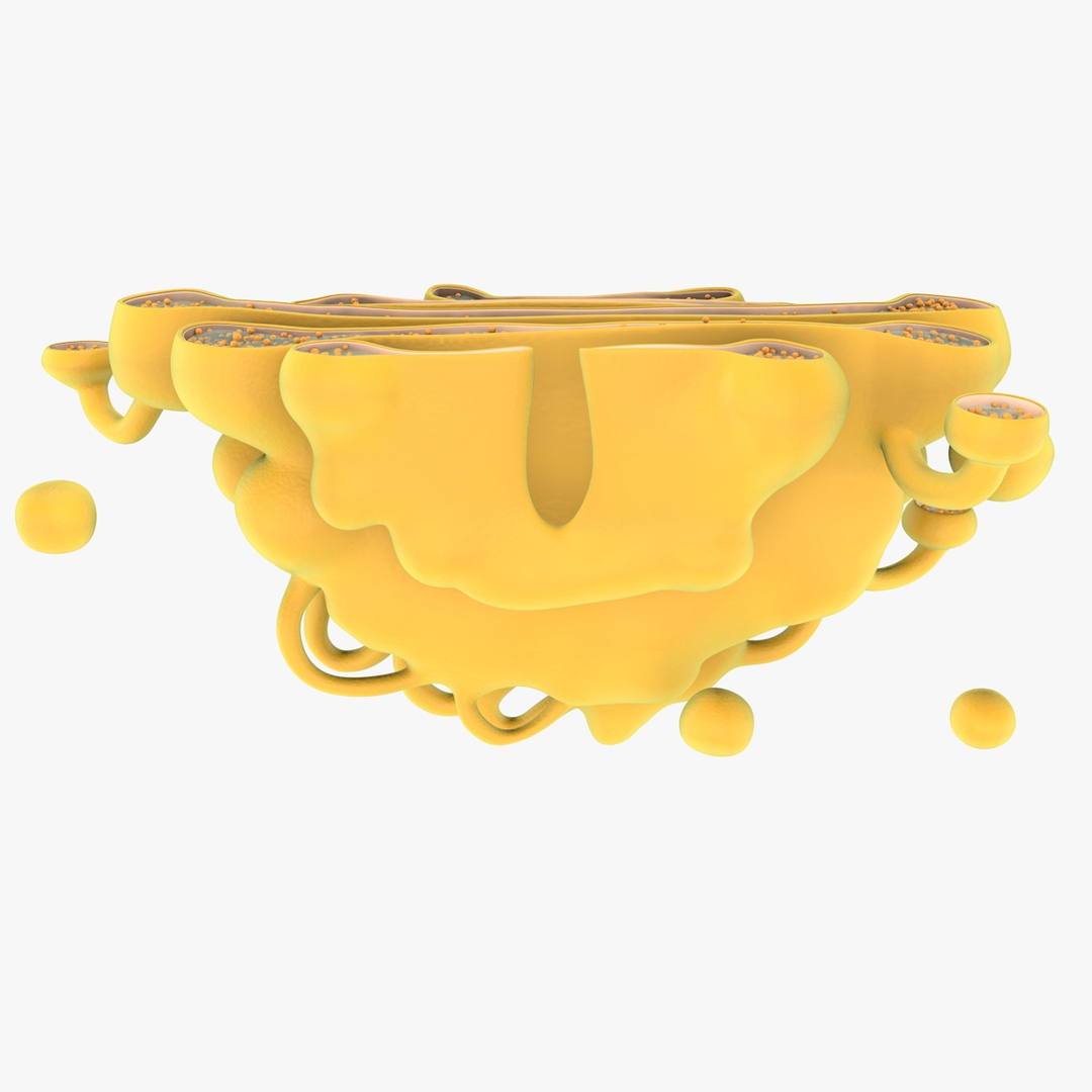 3D golgi apparatus | 1145284 | TurboSquid