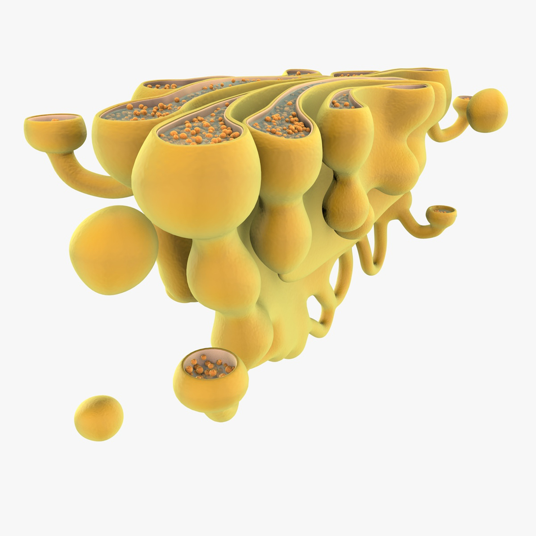 3D golgi apparatus | 1145284 | TurboSquid