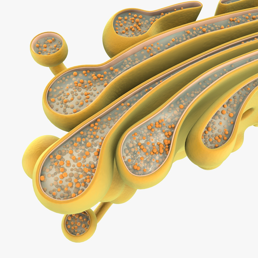 3D golgi apparatus | 1145284 | TurboSquid