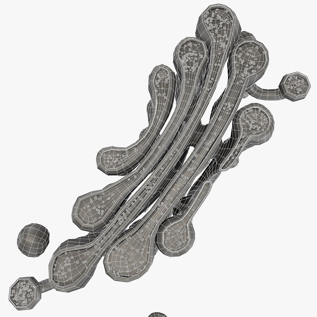 3D Golgi Apparatus | 1145284 | TurboSquid