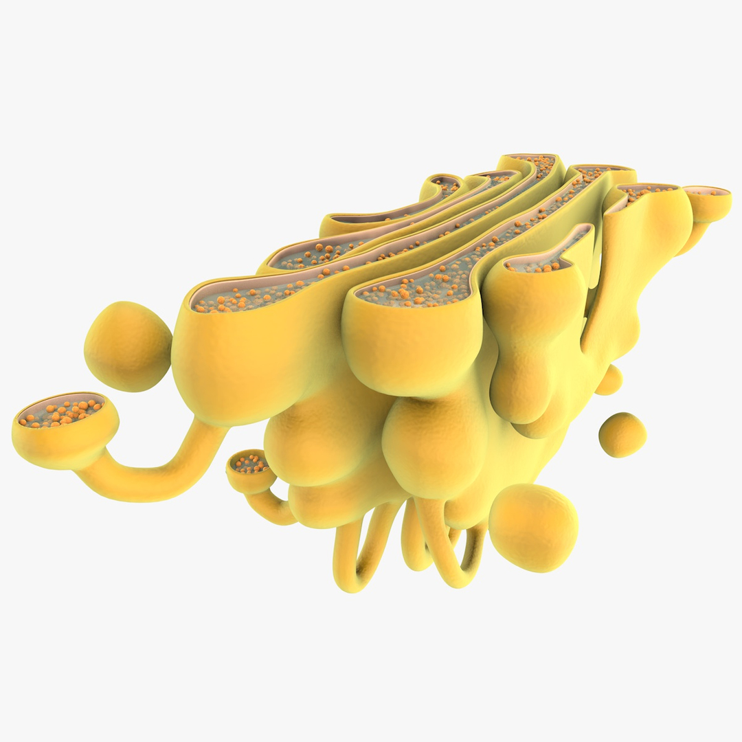 3D golgi apparatus | 1145284 | TurboSquid