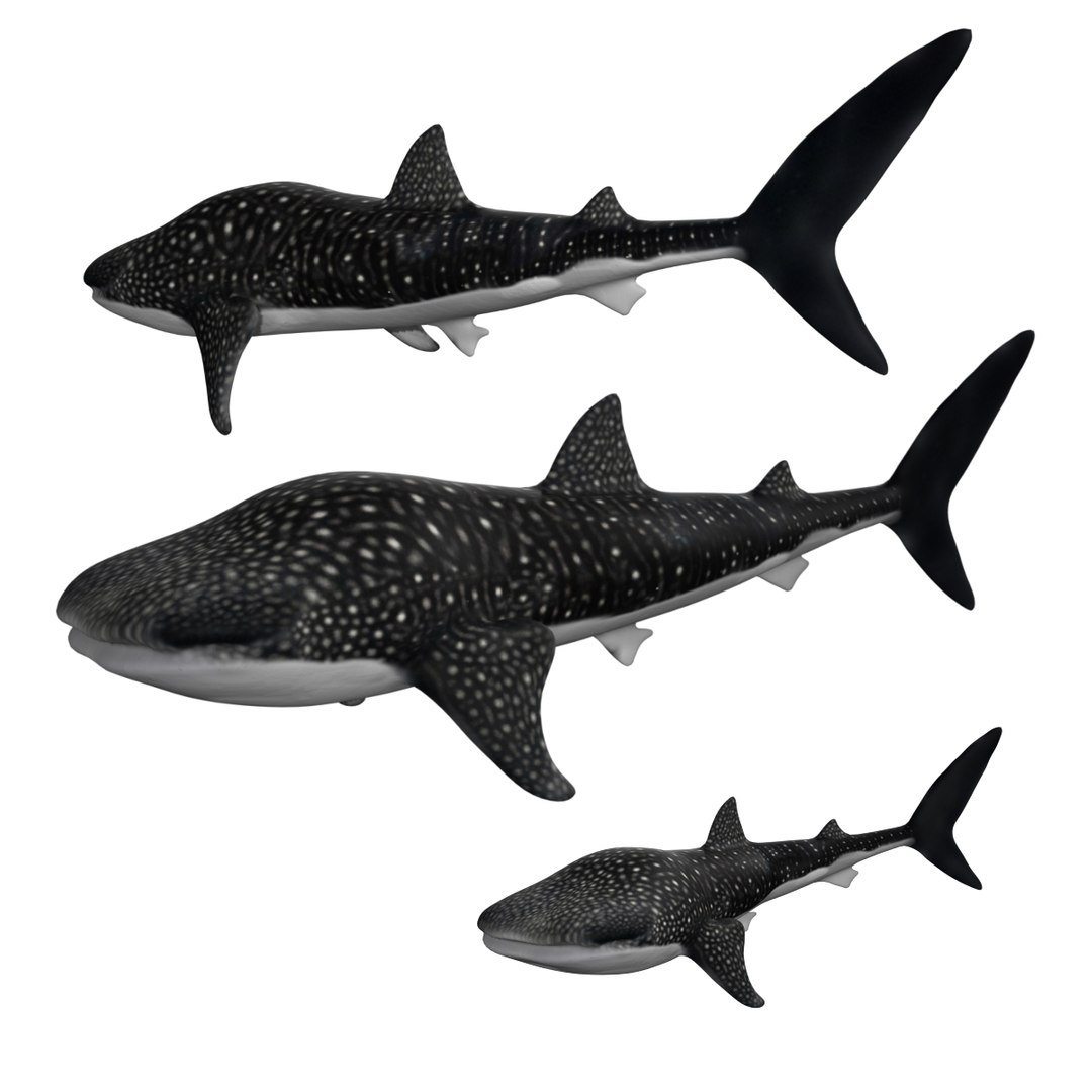 Whale Shark 3D Model - TurboSquid 1774760