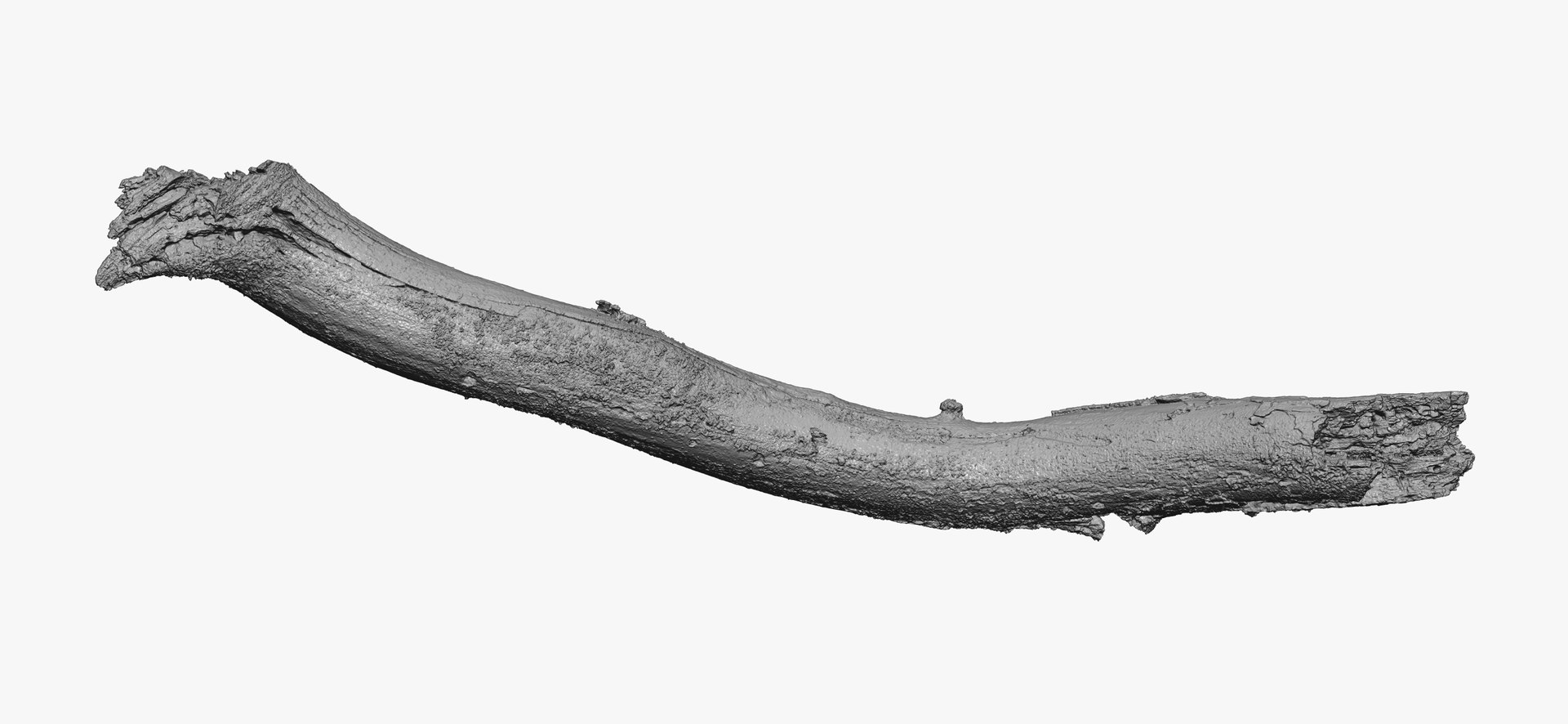 3D Broken Branch 01 RAW Scan Model - TurboSquid 2143320