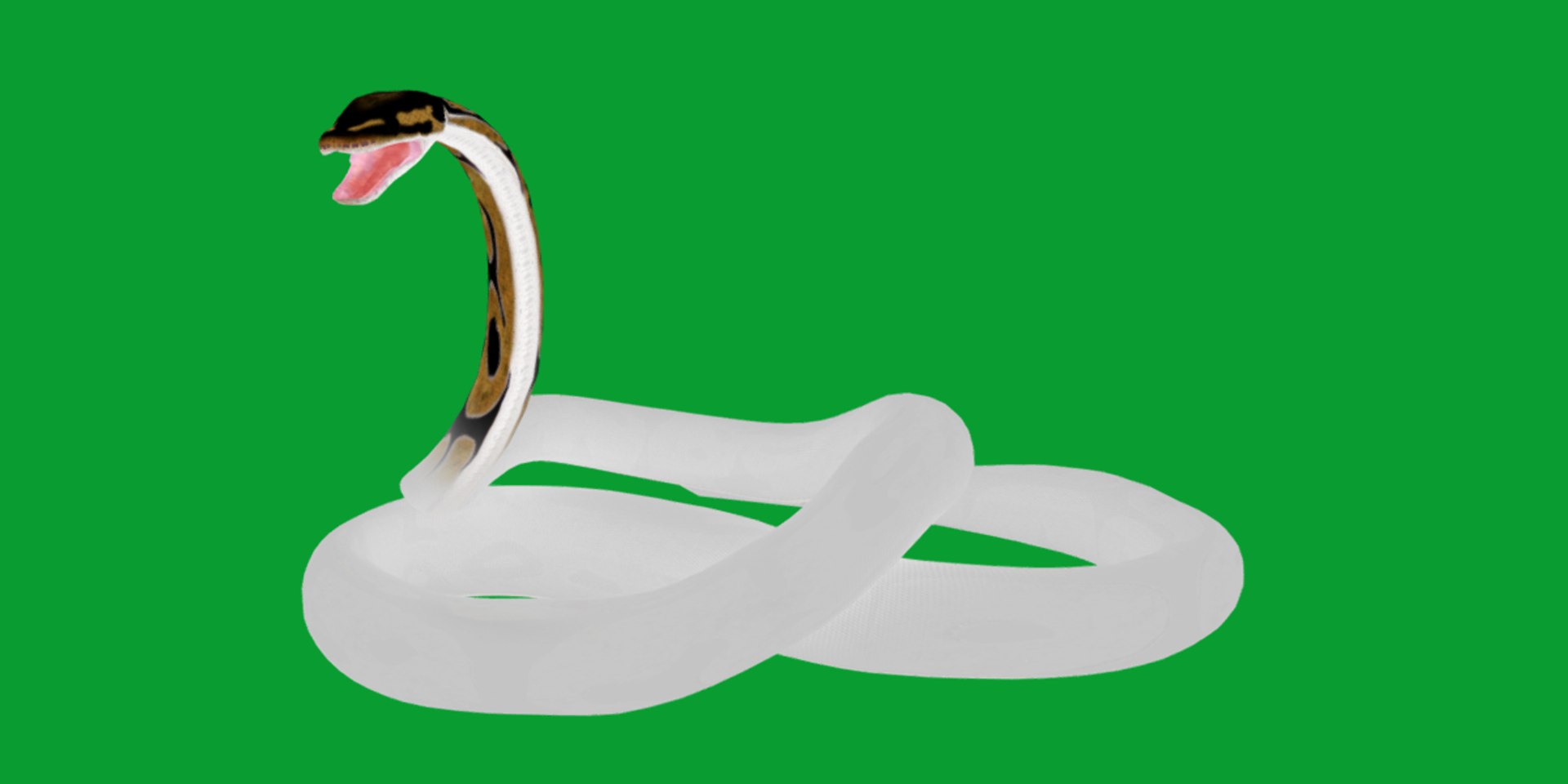 Panda Pied Ball Python Model - TurboSquid 2351088