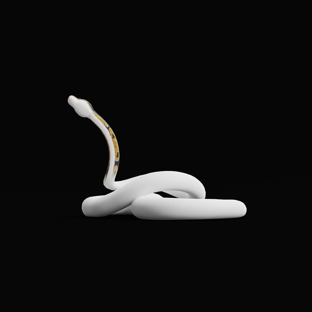 Panda Pied Ball Python Model - TurboSquid 2351088