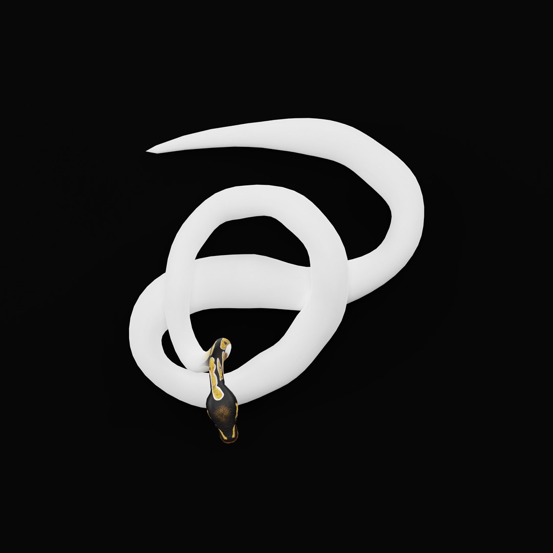 Panda Pied Ball Python Model - TurboSquid 2351088