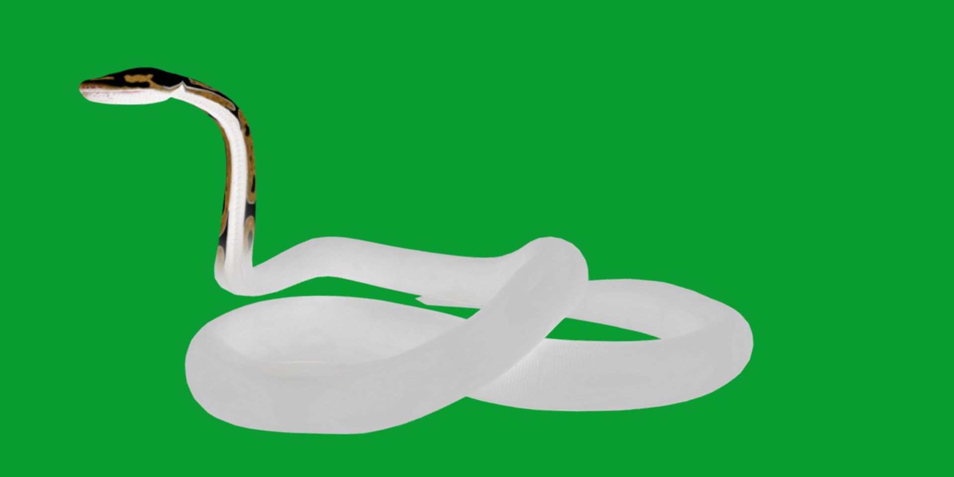 Panda Pied Ball Python Model - TurboSquid 2351088