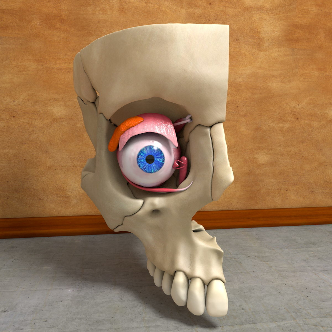 Human Eye Skull C4d