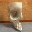 Human Eye Skull C4d