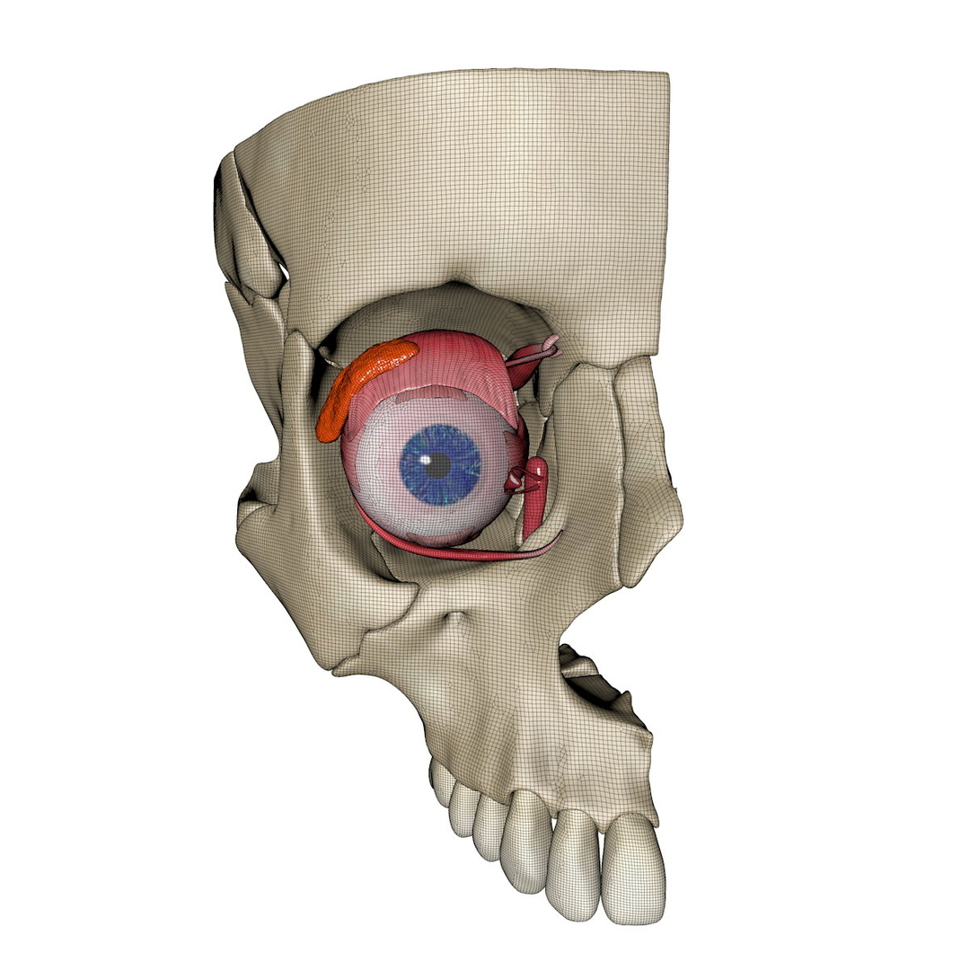 Human Eye Skull C4d