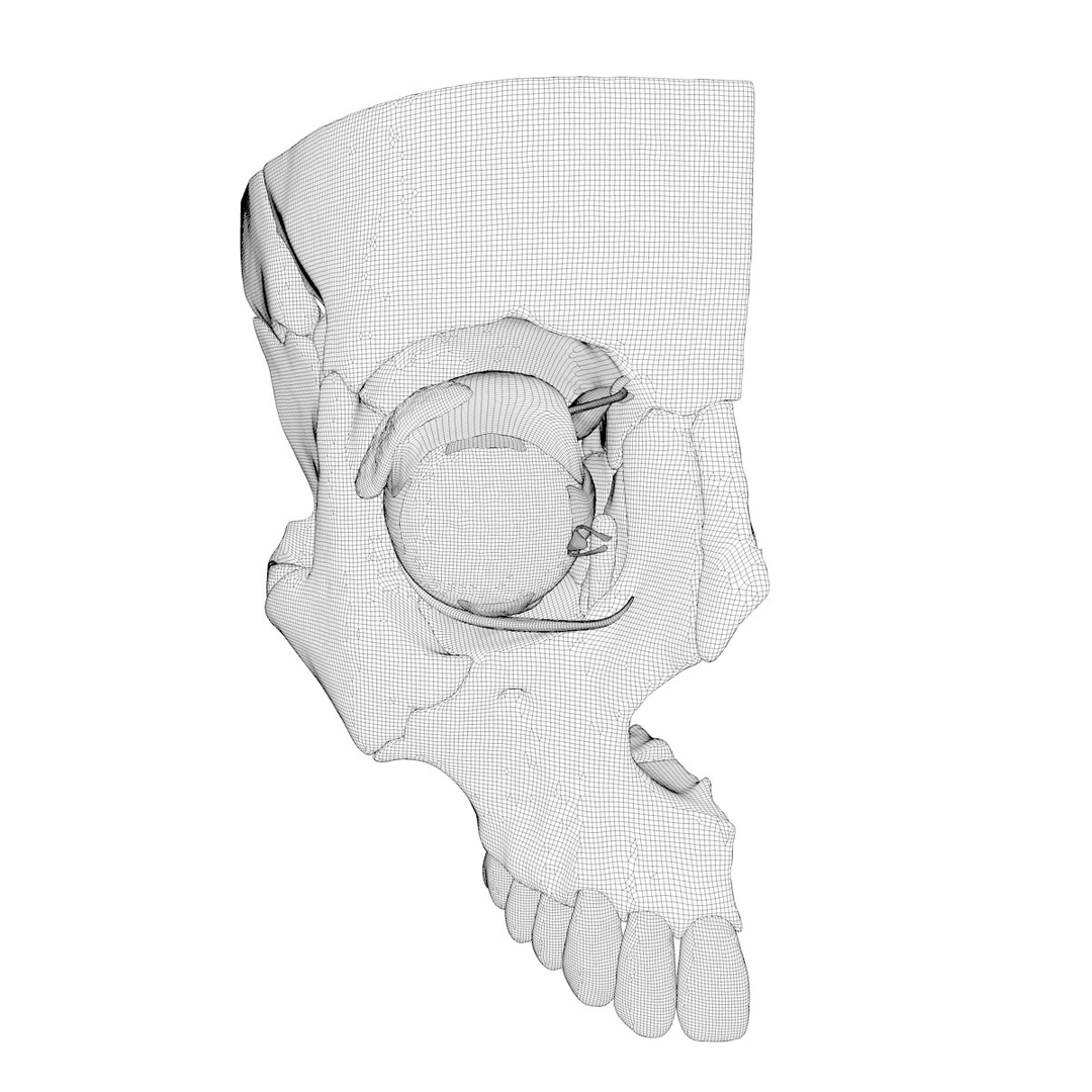 Human Eye Skull C4d