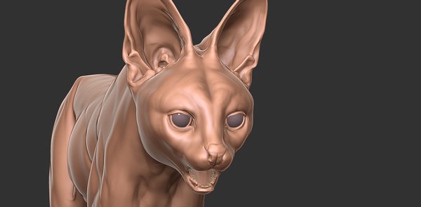 Serval Cat Cub Primary Forms Zbrush Sculpt 3D model - TurboSquid 1820803