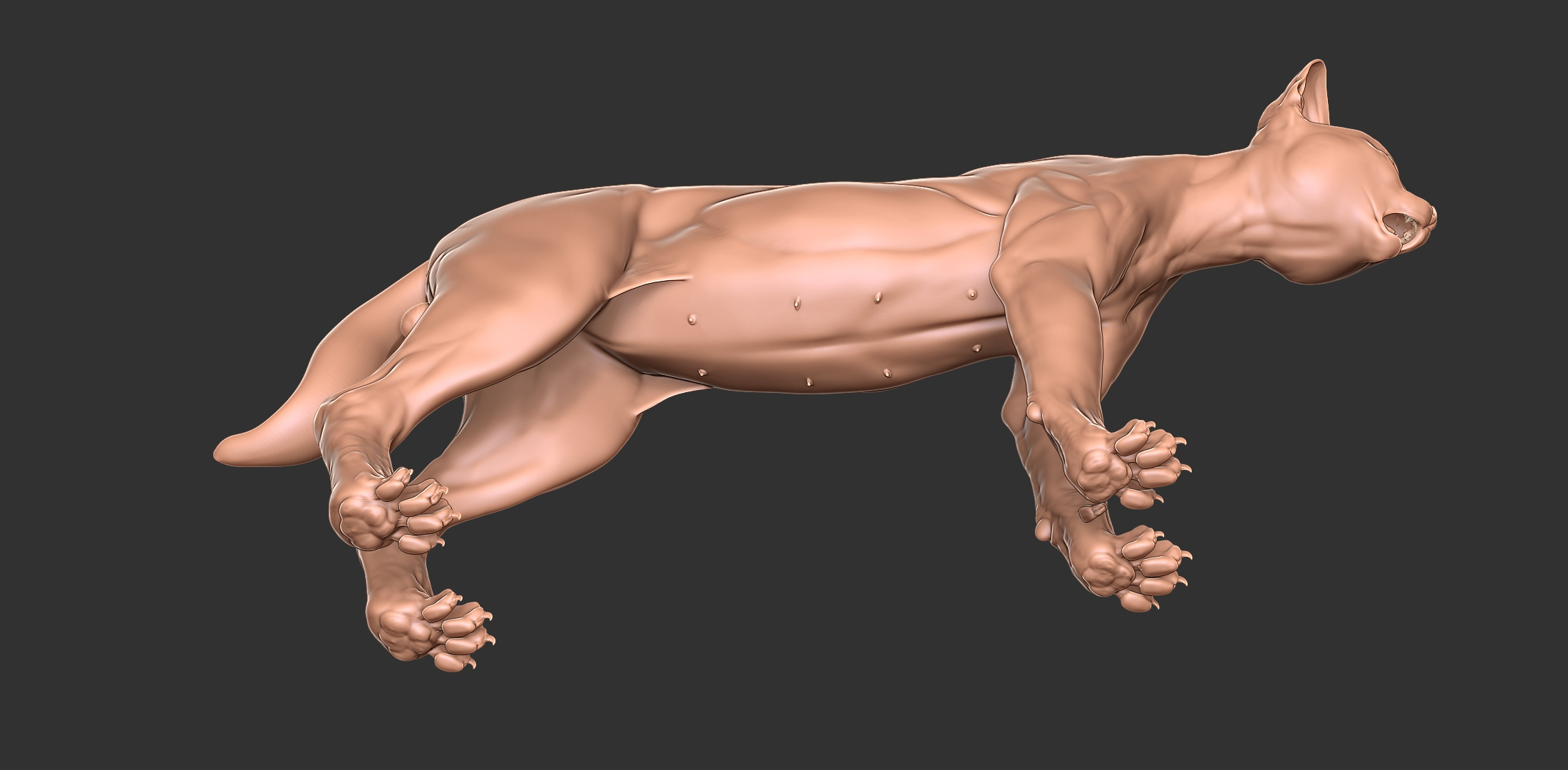 Serval Cat Cub Primary Forms Zbrush Sculpt 3D model - TurboSquid 1820803