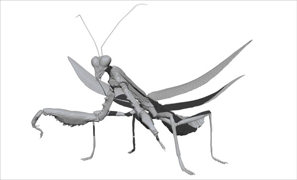 3D model praying mantis - TurboSquid 1515490