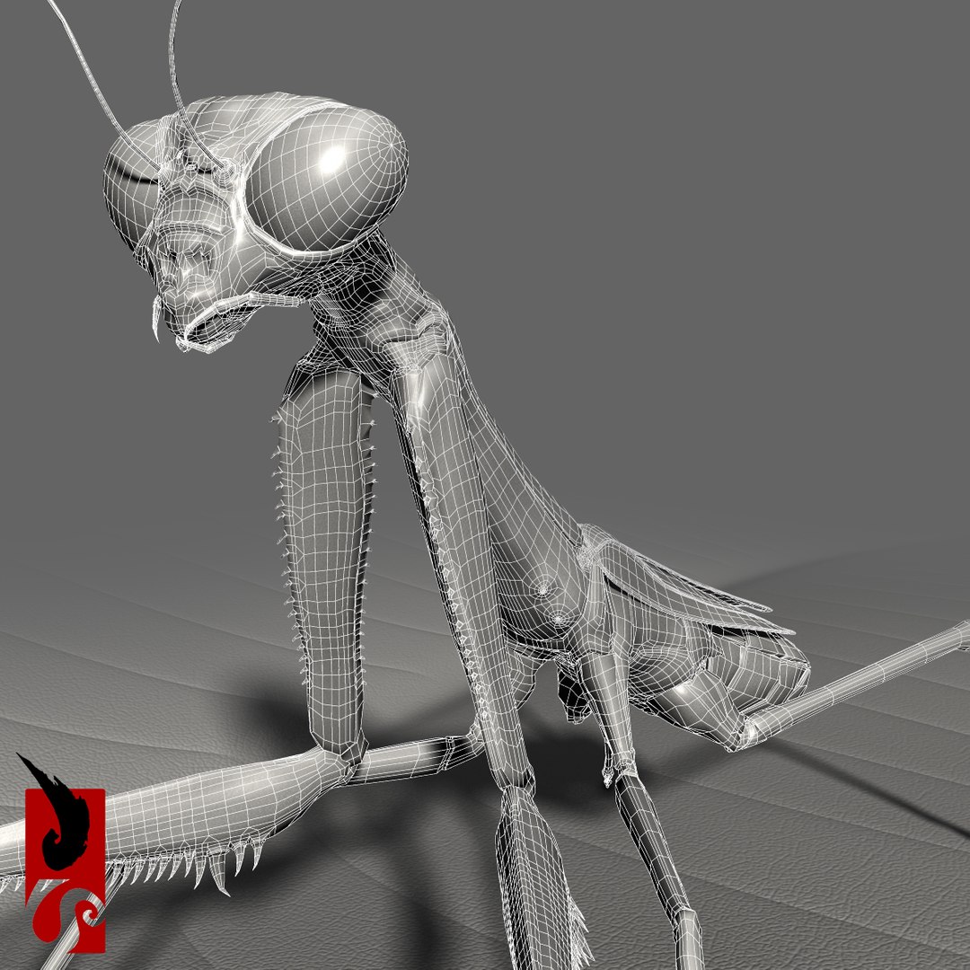 3d california praying mantis - model