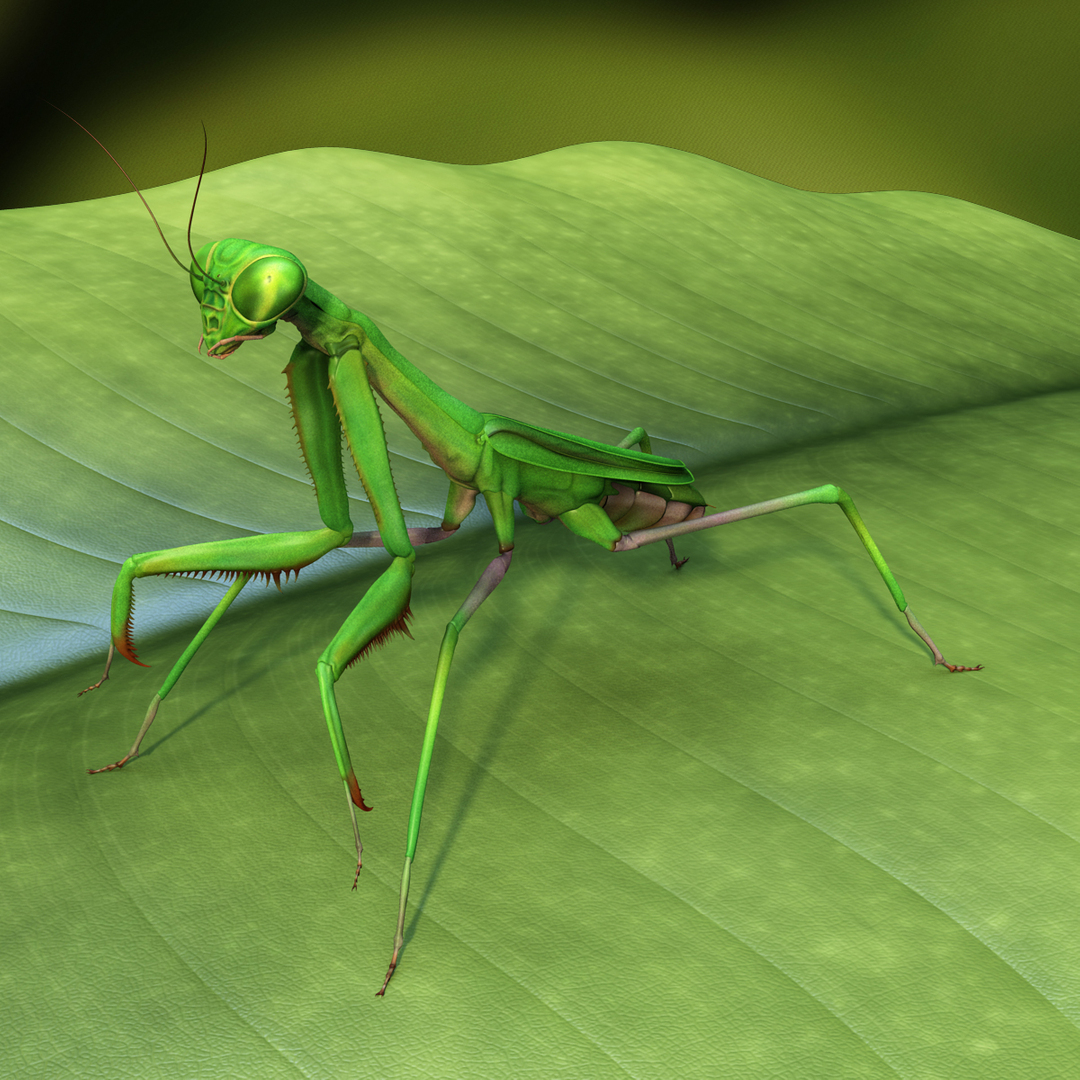 3d california praying mantis - model